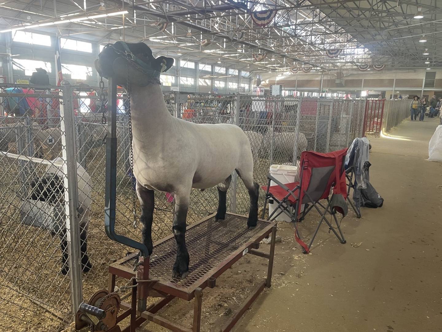 United Suffolk Sheep Association | Classifieds