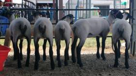 United Suffolk Sheep Association