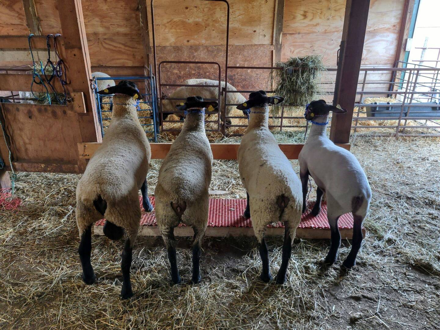 United Suffolk Sheep Association