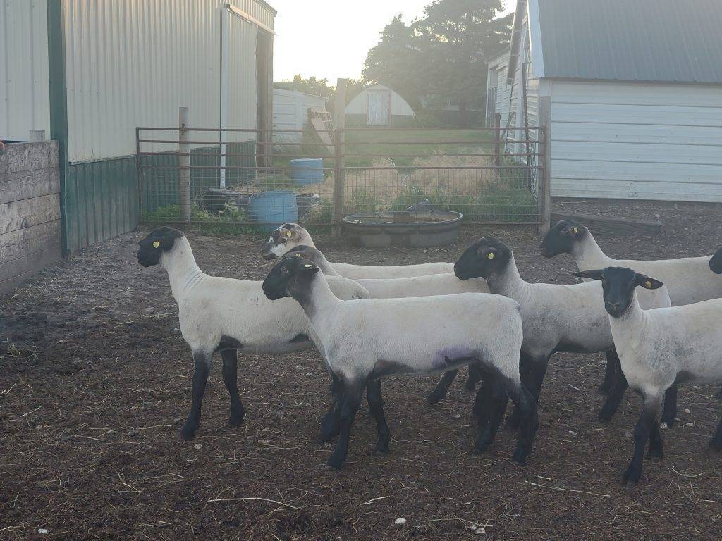 United Suffolk Sheep Association