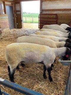 United Suffolk Sheep Association | Classifieds