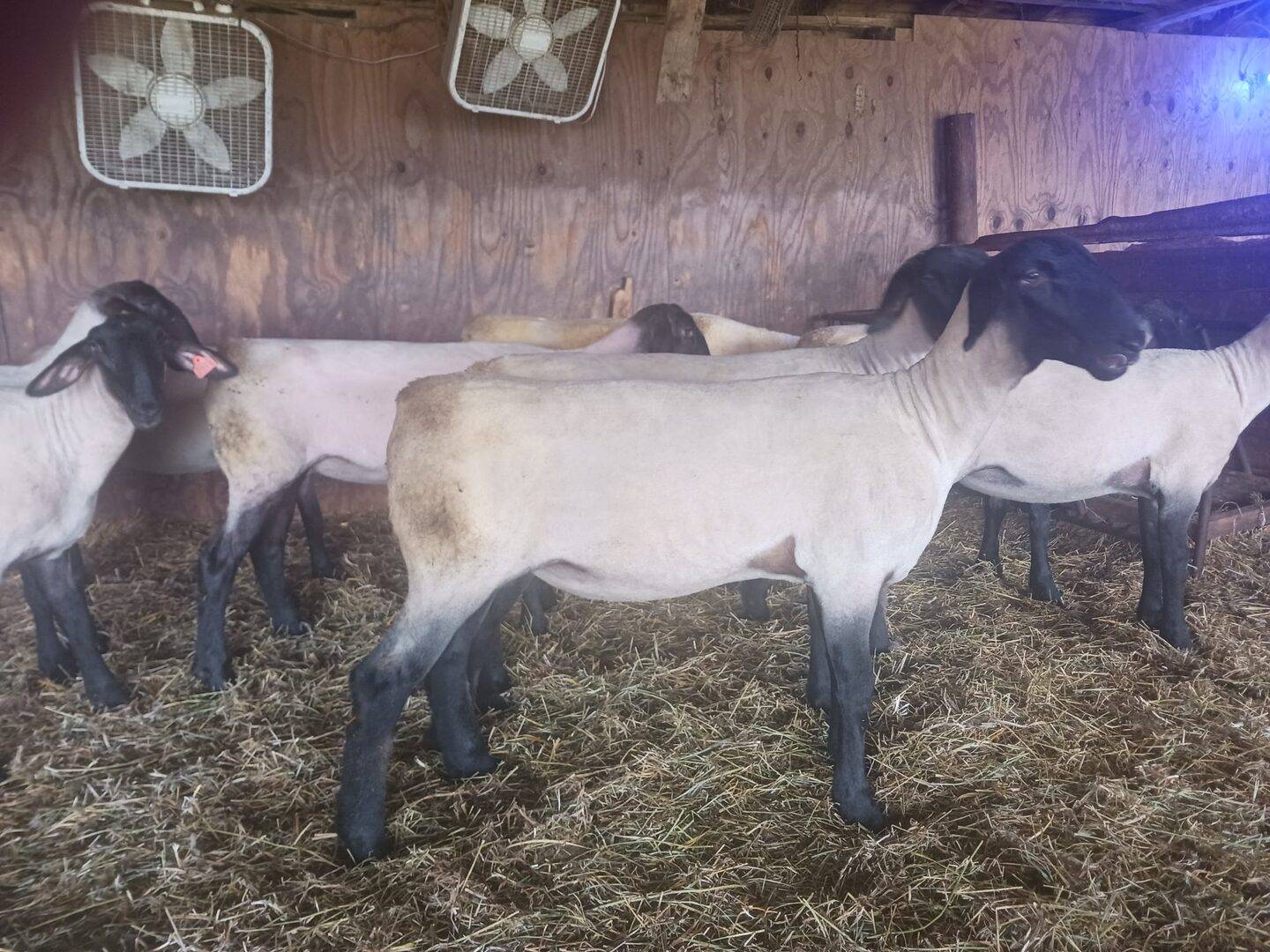 United Suffolk Sheep Association | Classifieds