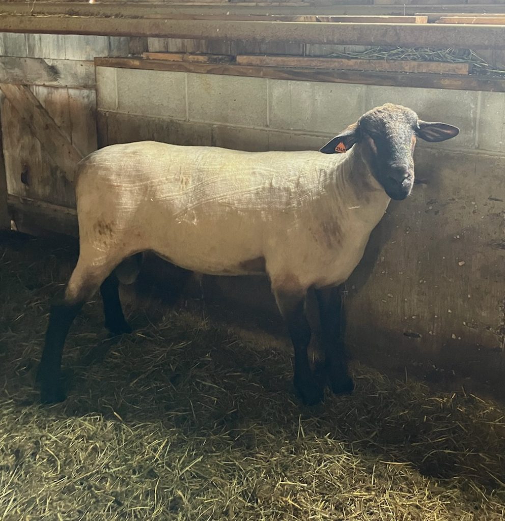 United Suffolk Sheep Association | Classifieds