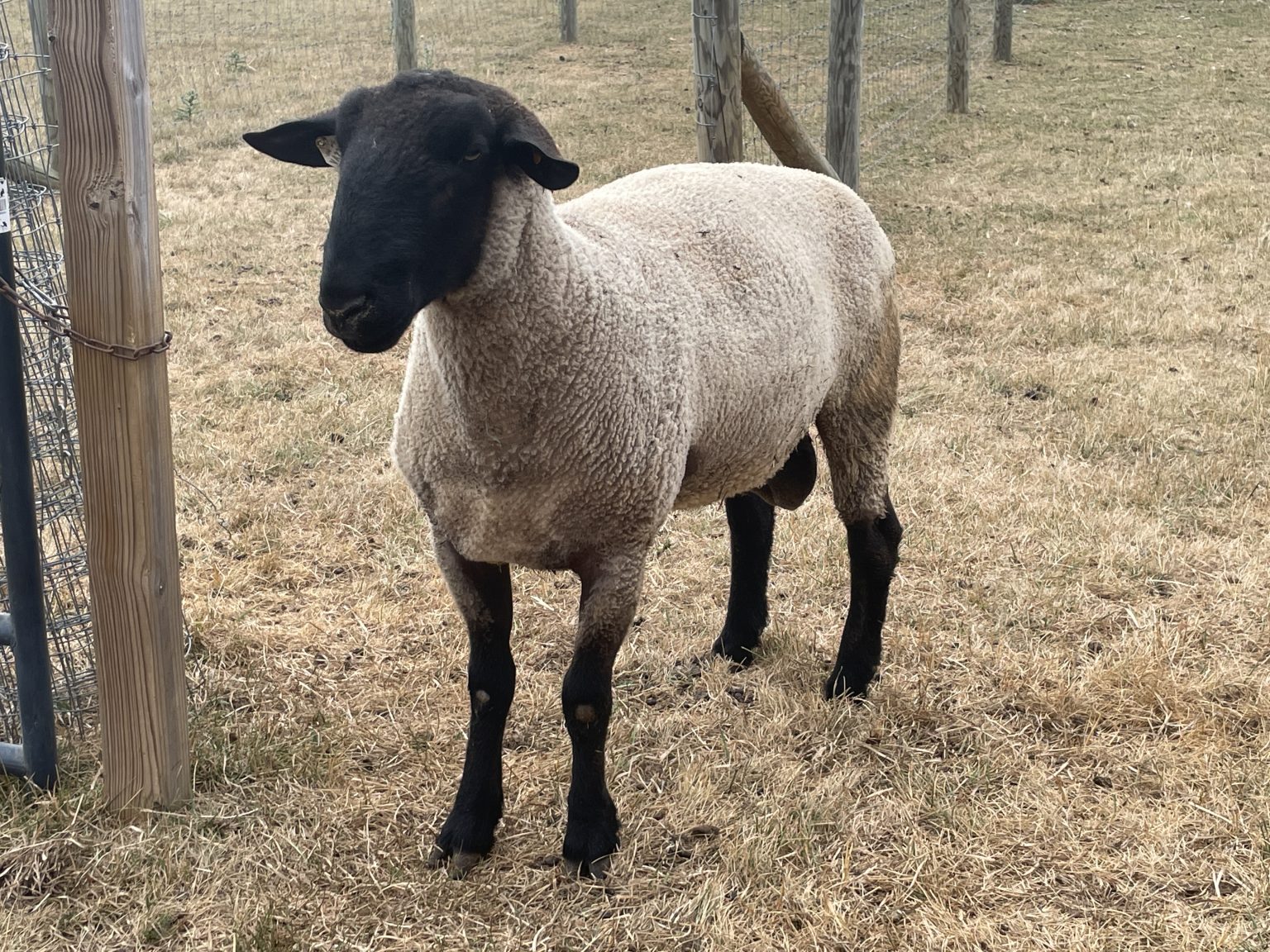 United Suffolk Sheep Association