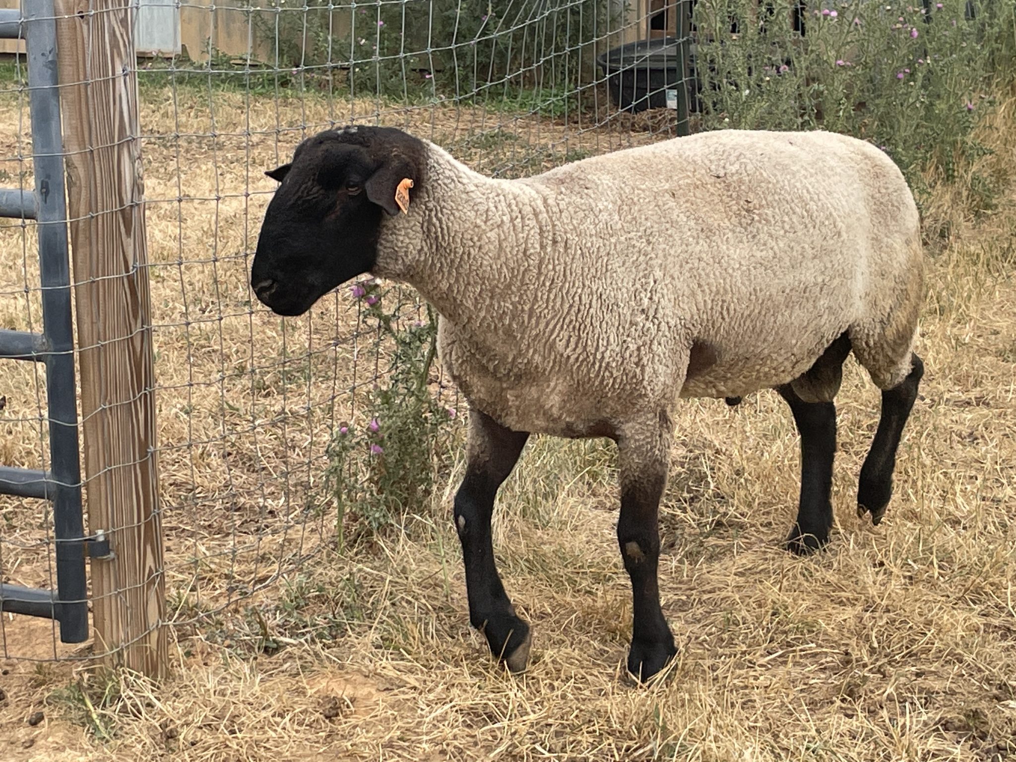 United Suffolk Sheep Association | Classifieds