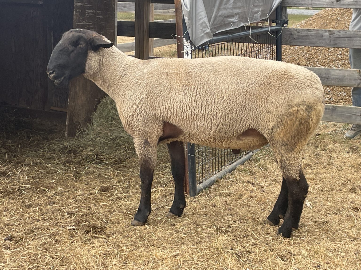 United Suffolk Sheep Association