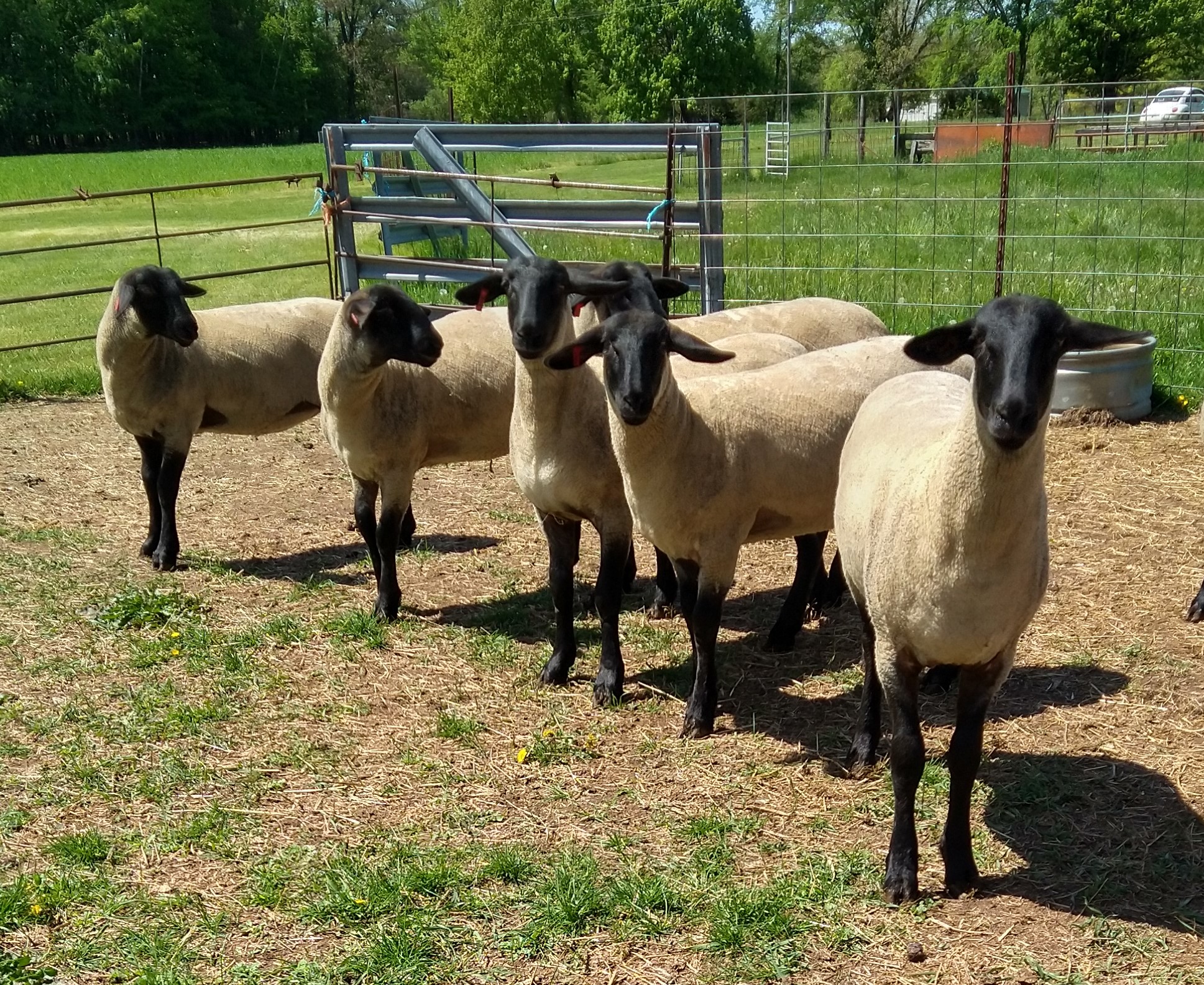 United Suffolk Sheep Association | Classifieds